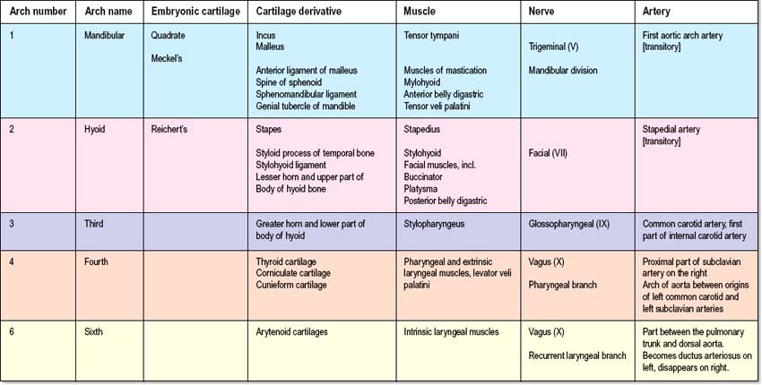 Development of Head and Neck | Embryology and Development - OnCourse ...