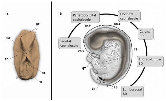 Development of Nervous System | Embryology and Development - OnCourse ...