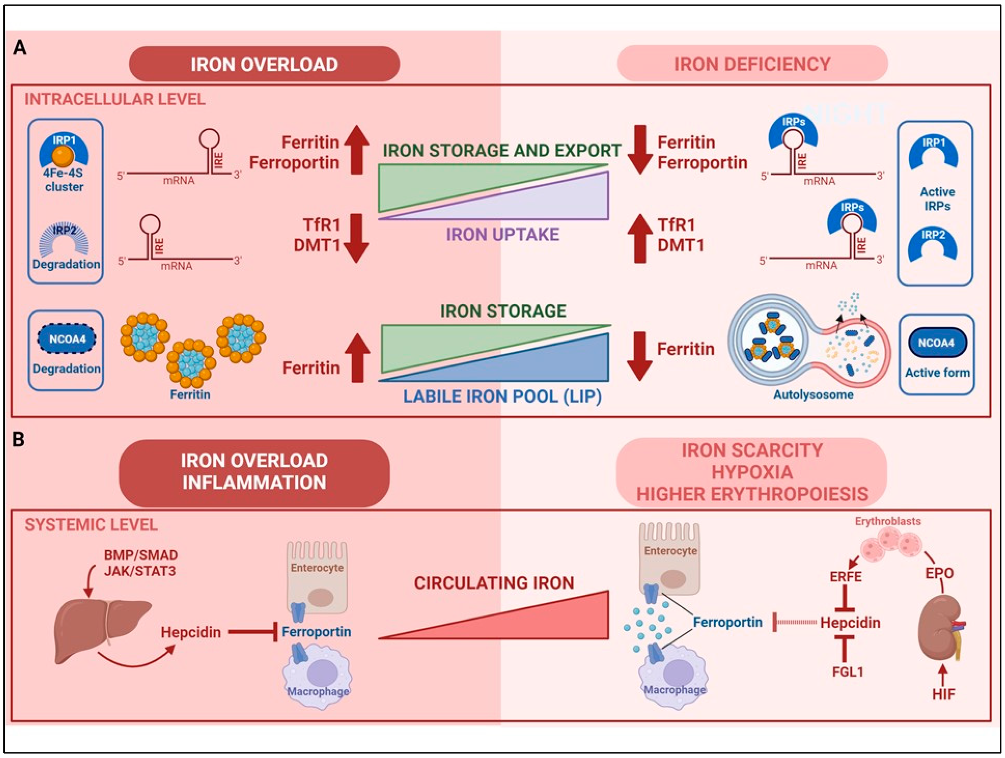 Iron Preparations and Management of Iron Deficiency | Drugs Affecting ...