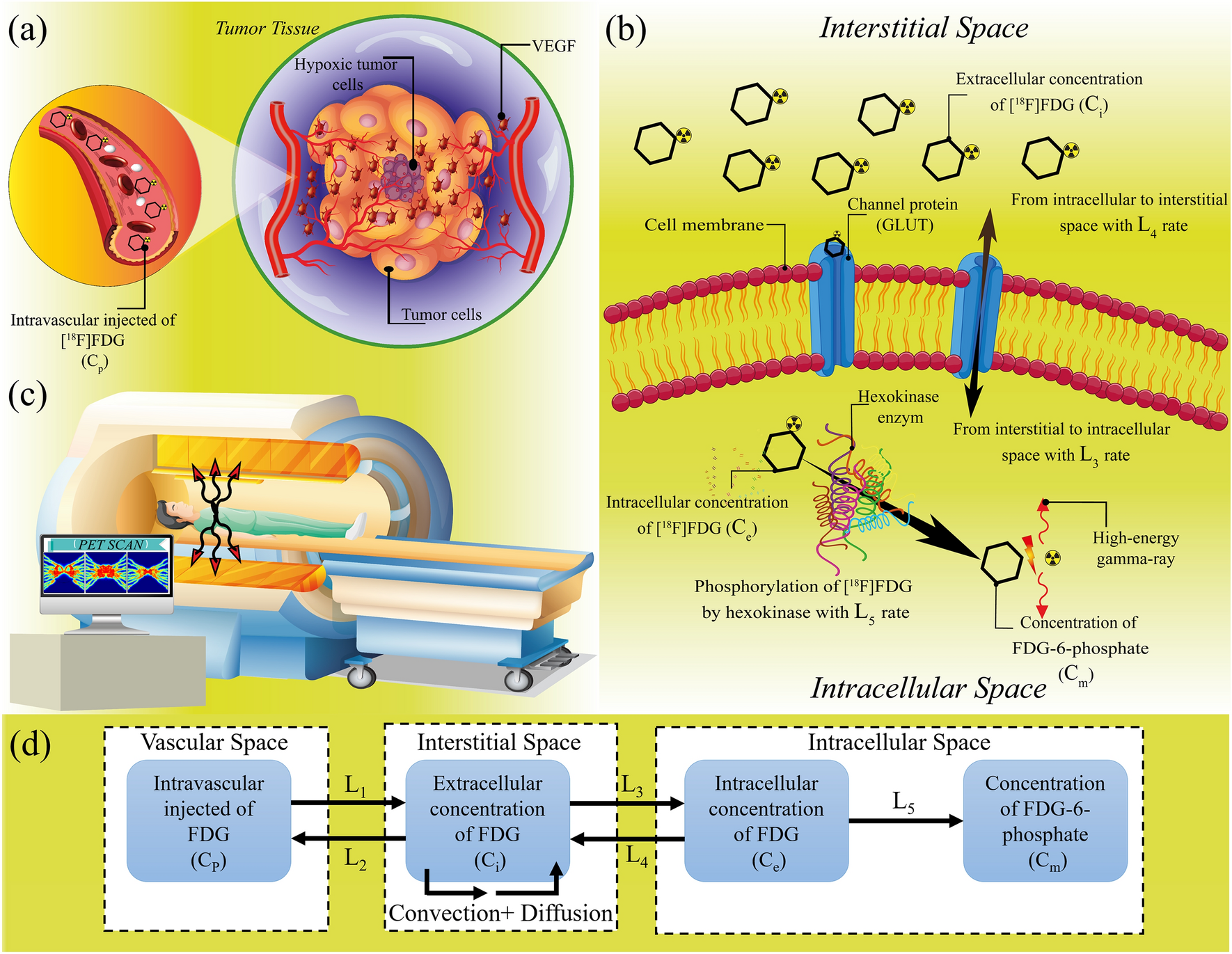 Functional Imaging in Oncology | Functional Imaging - OnCourse NEET-PG