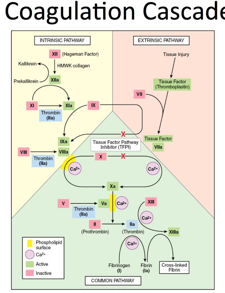 Hemostasis and Blood Transfusion | General Surgery Principles ...