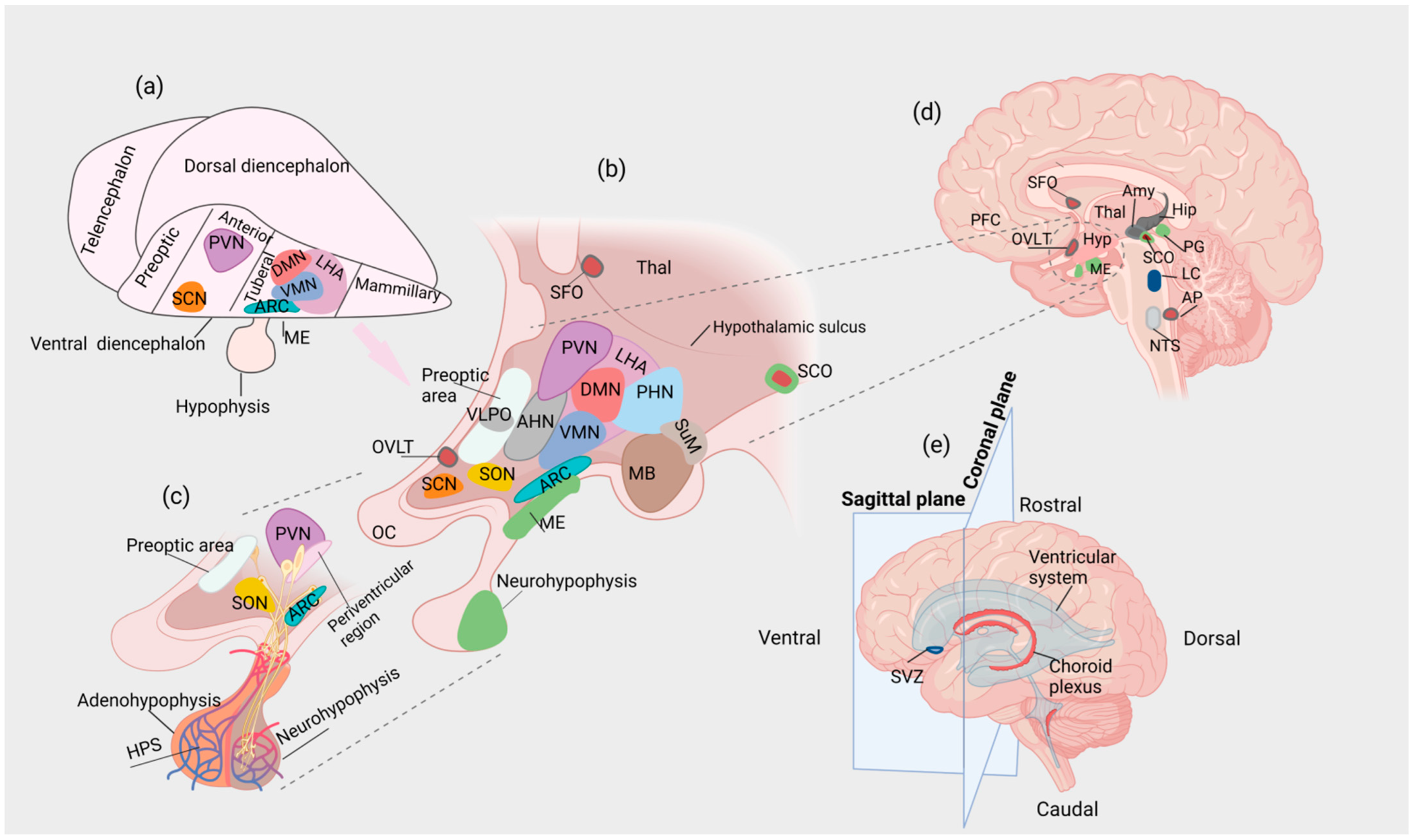 Functional Anatomy | Anatomy - OnCourse NEET-PG