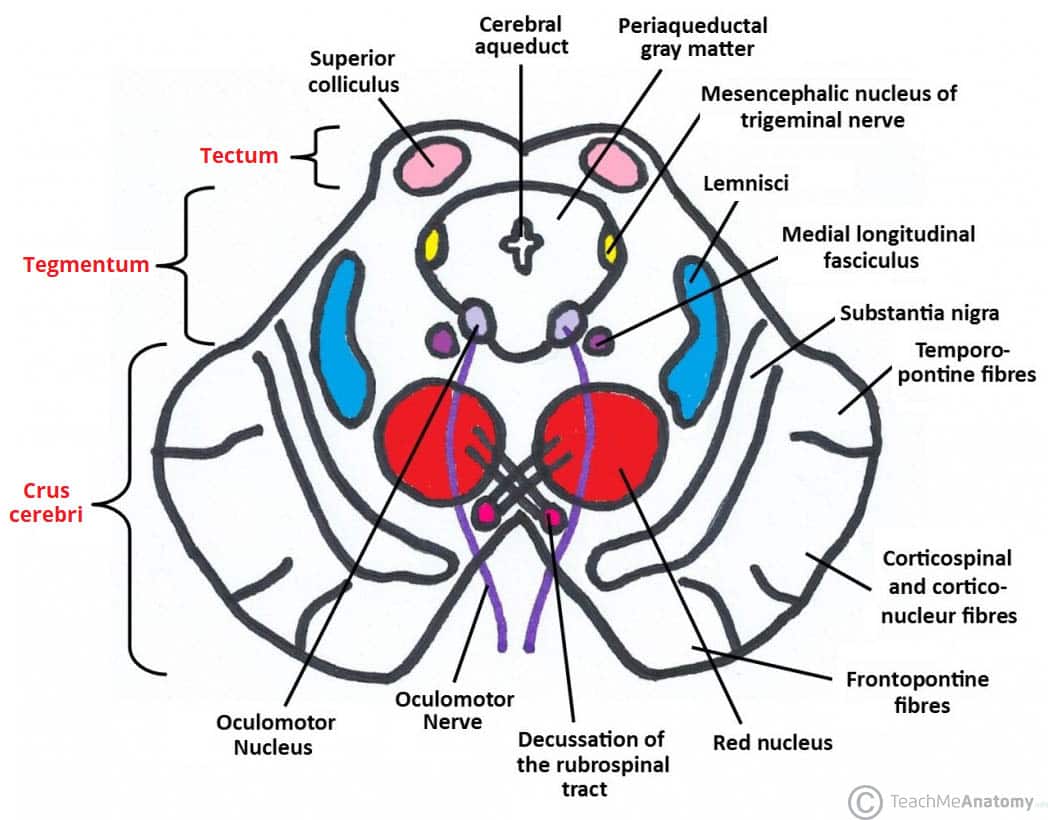 Functional Anatomy | Anatomy - OnCourse NEET-PG